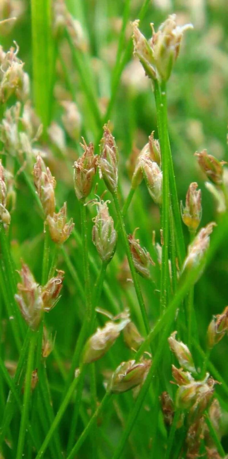 AquaCR | Venta de Plantas Acuáticas para tu Acuario en Costa Rica